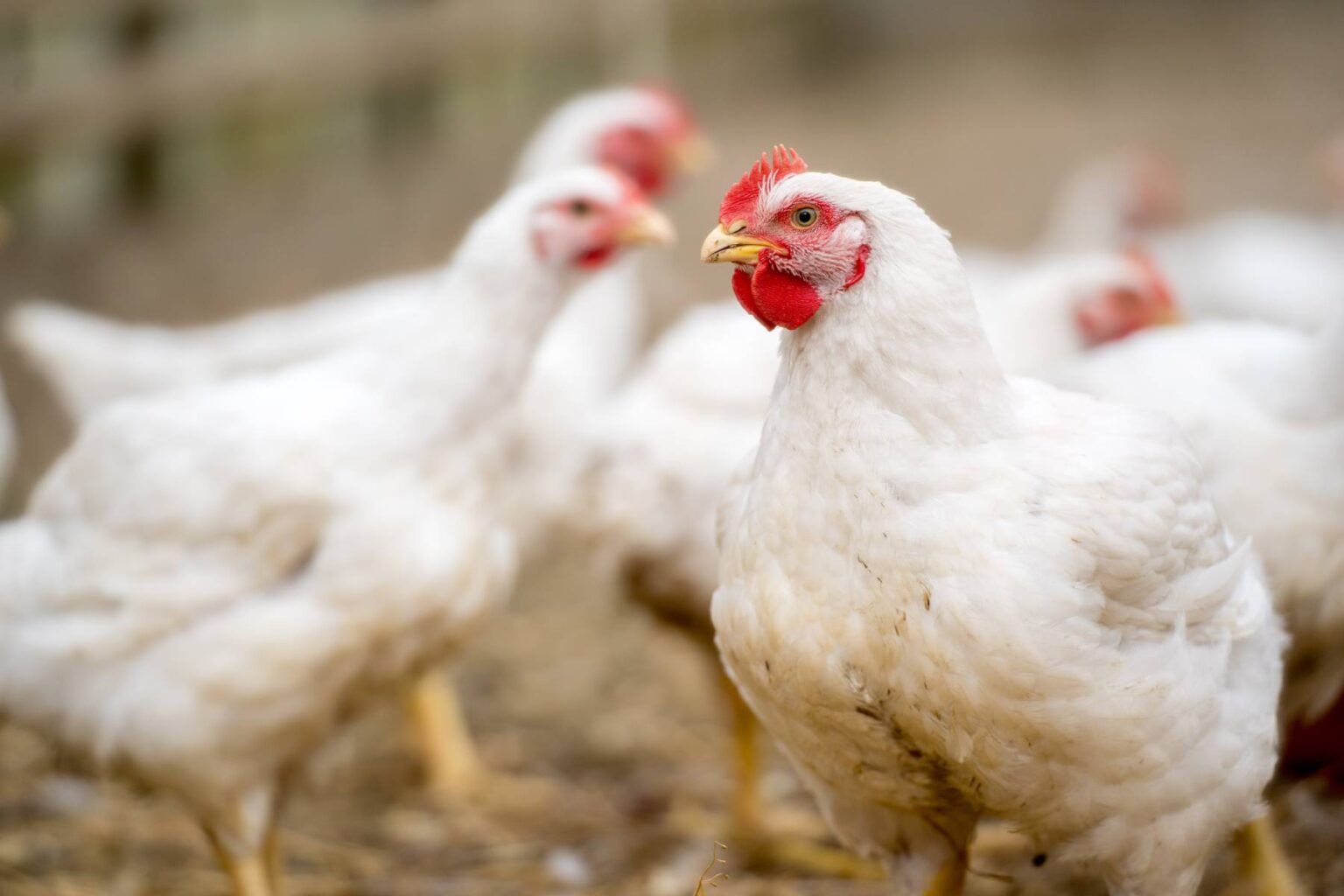 Prevent Muscle Diseases in Poultry - Backyard Poultry